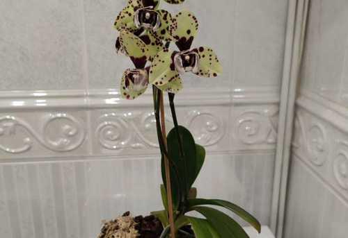 Продается орхидея раритет-скрабл