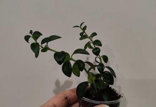 Гипоцирта / нематантус молодое растение