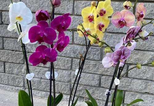 Цветущие Орхидеи в ассортименте