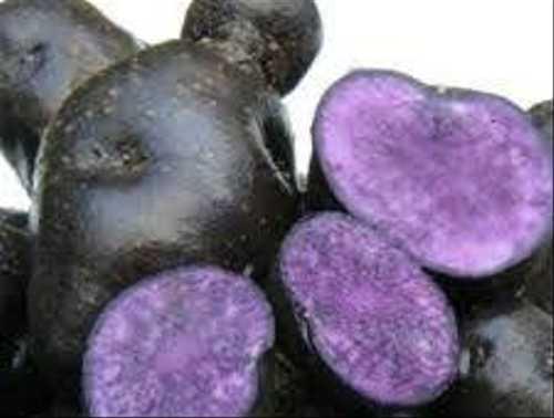 Purple сreamer - фиолетовый картофель почтой