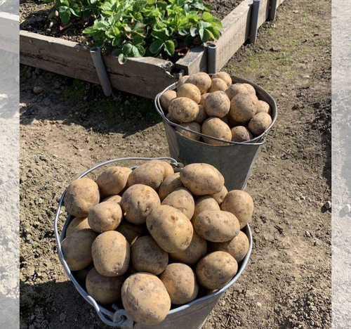Продам картофель домашний