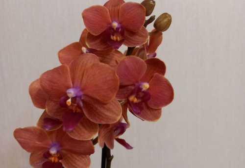 Орхидея фаленопсис Бальзано