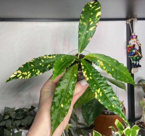Кодиеум кротон корка пирога
