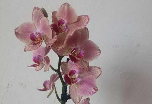 Орхидея фаленопсис (Pirate Picotee)