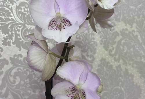 Орхидея три биг липа реанимашки