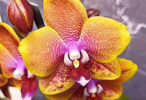 Орхидея фаленопсис ароматная Lawrence