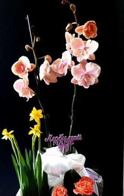 Композиция Орхидея +первоцвет нарцисс+роза