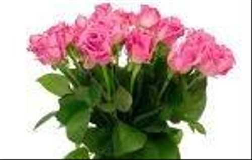 Букет из 19 розовых роз, цветы доставка
