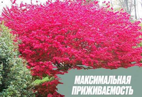 Бересклет европейский саженцы