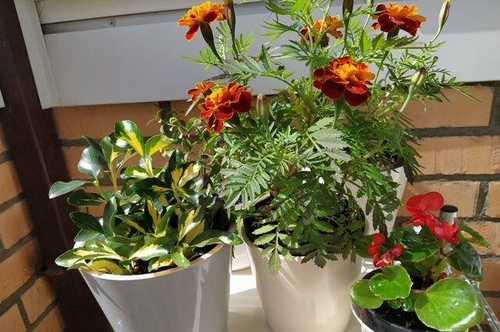 Комнатные растения, цветы