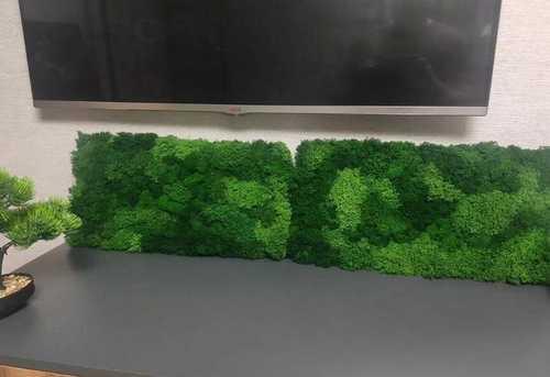 Вечно зеленый мох для декора стен интерьер панно к