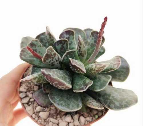 Адромискус купера Adromischus Cooperii 5см