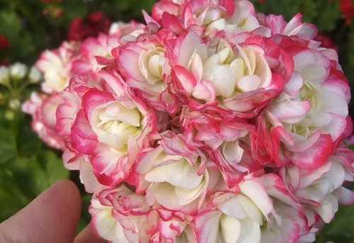 Пеларгония герань Apple Blossom Rosebud