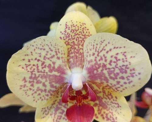 Орхидея цветущая, два цветоноса 5+