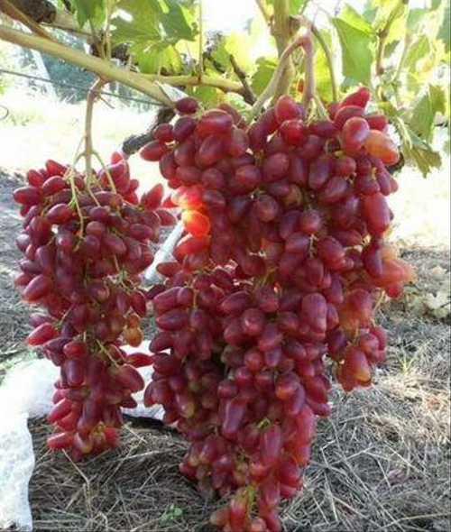 Саженцы винограда Маникюр фингер