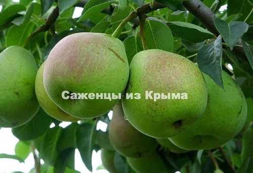 Саженцы Груши Богема