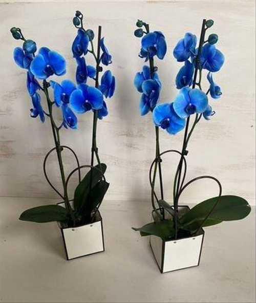 Орхидея фаленопсис синяя Royal Blue
