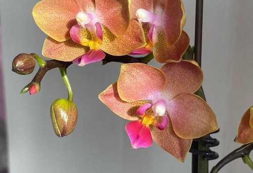 Орхидея фаленопсис мультифлора ароматная