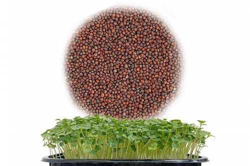 Семена Микрозелень от 50 грамм арт.0085