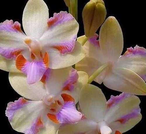 Орхидея фаленопсис Пульчерима