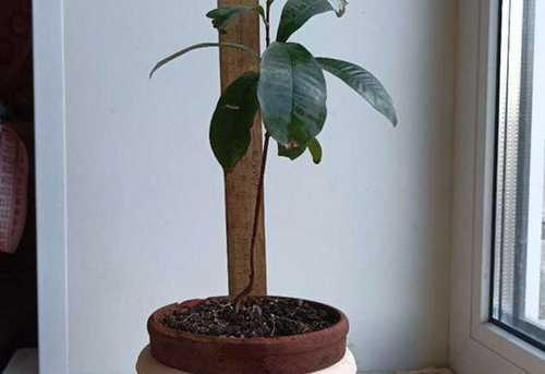Syzygium samarangense (Сизигиум)