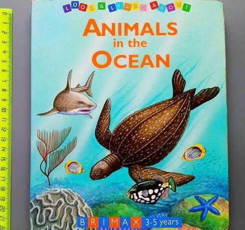 Animals in the Ocean