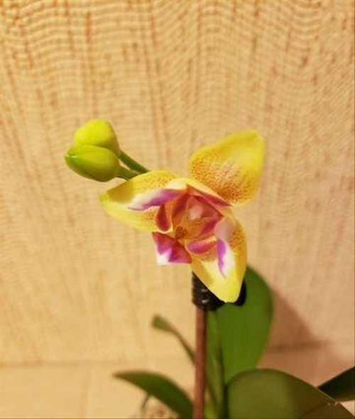 Орхидея фаленопсис I-hsin Venus peloric