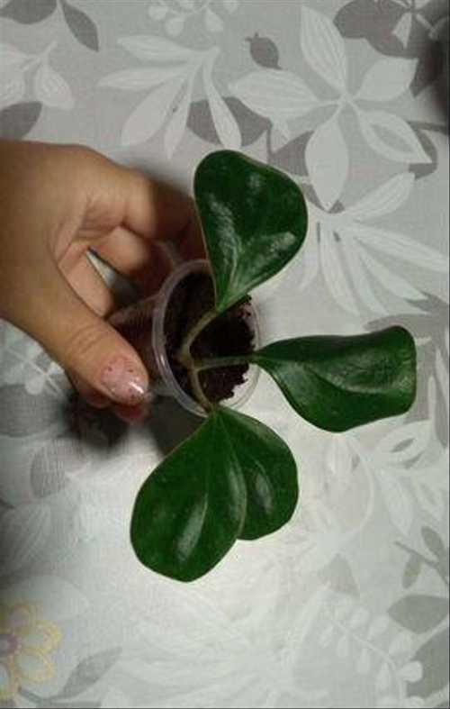 Фикус дельтовидный Groove Leaf