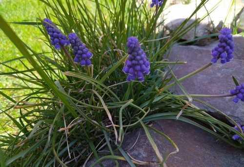 Мускари луковицы