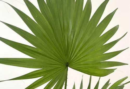 Пальма Ливистона 55 см