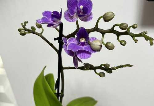 Орхидея фаленопсис violet queen