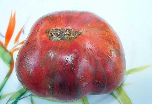 Семена коллекционных сортов dwarf tomato project