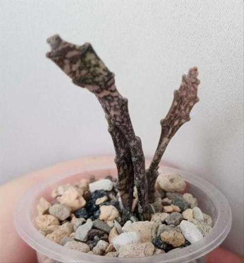 Суккулент Euphorbia platyclada