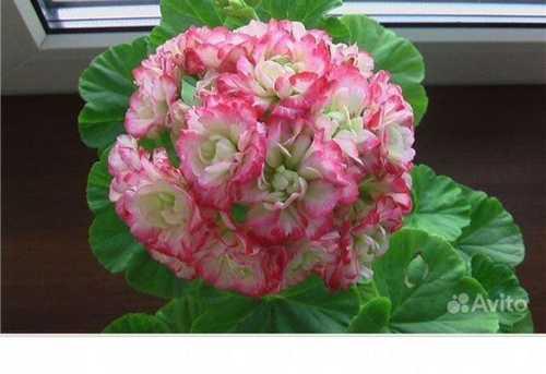 Пеларгония (герань) apple blossom rosebud