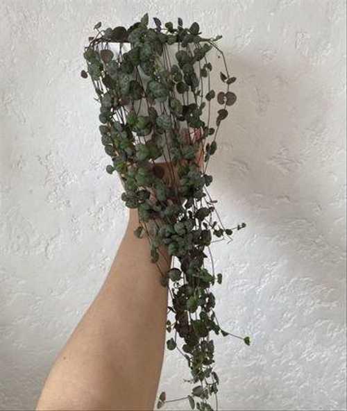 Церопегия вуда (Ceropegia woodii)
