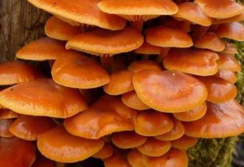 Мицелий грибов "Опенок зимний"