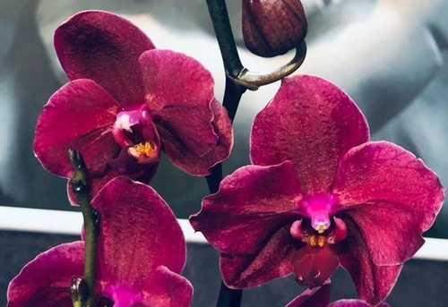 Орхидея фаленопсис Pavarotti Паваротти