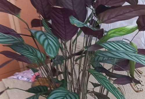 Растение в офис, в дом ктенанта