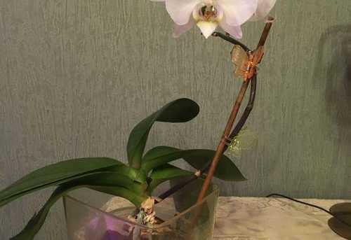 Продаю орхидею фаленопсис