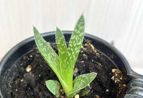 Комнатный цветок Хавортия Алоэ (Aloe Arestata)