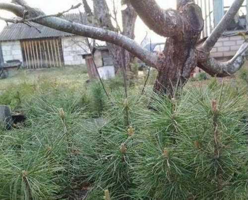 Сеянцы Сосны сибирской кедровой(окс). Лесовосстано