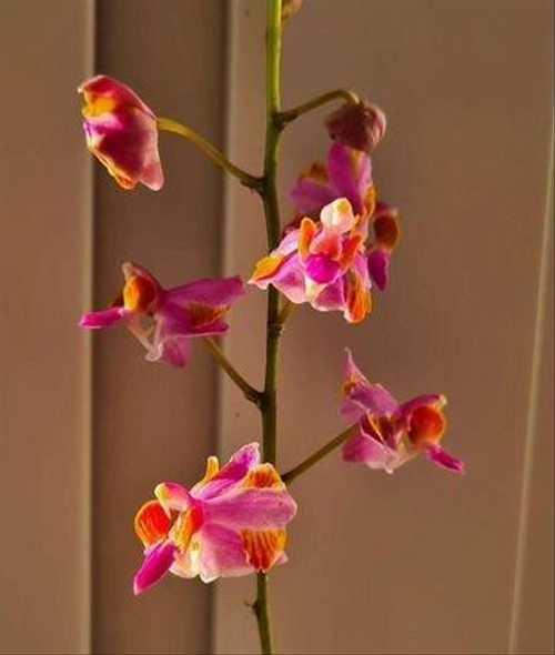 Орхидея Пульчерима 618