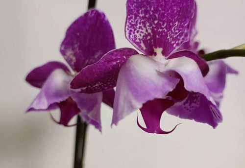 Орхидея фаленопсис пелор крупноцветковый