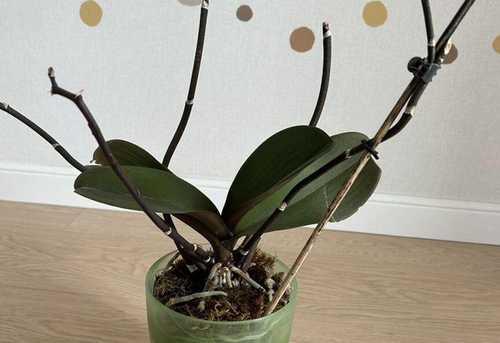 Орхидея фаленопсис с кашпо