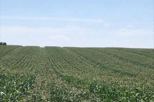 Семена кукурузы гибрид Краснодарский 291 мв