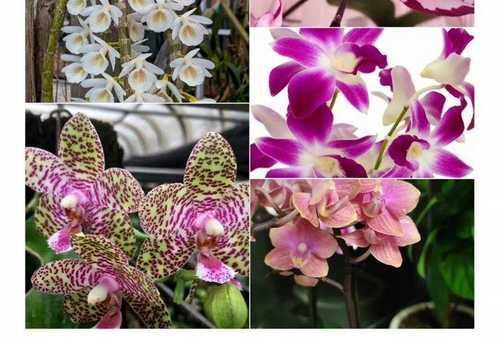 Орхидеи разные
