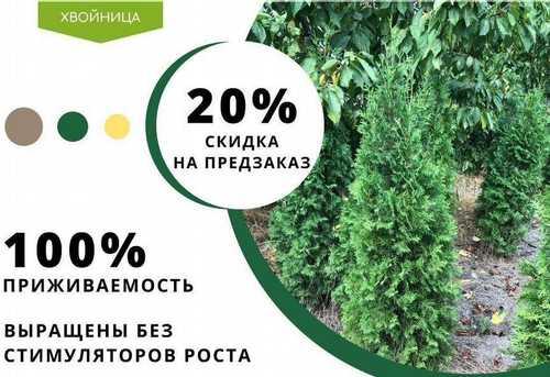 Туя Колумна