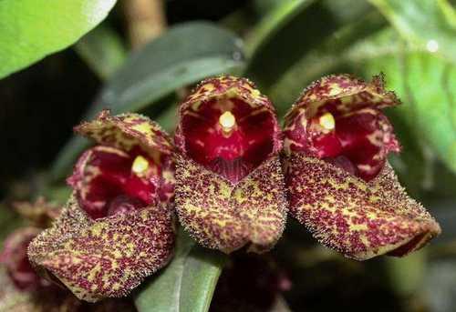 Орхидея бульбофиллум фрости