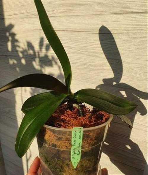 Орхидея фаленопсис tying shin smart/ тай ши смарт
