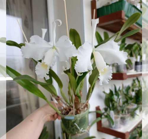 Орхидея: cattleya trianae alba#4